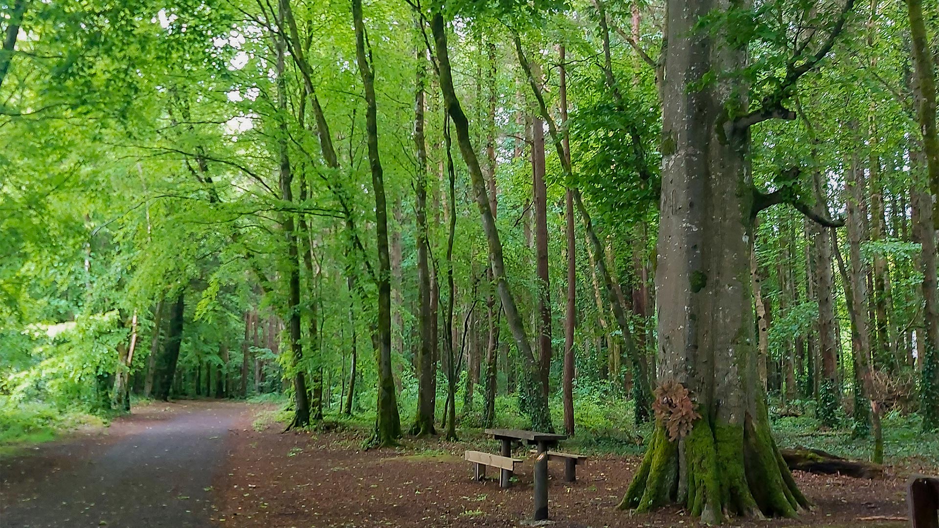 Belleek Woods Fairy Trail | Belleek Woods Walk | Ballina Manor Hotel